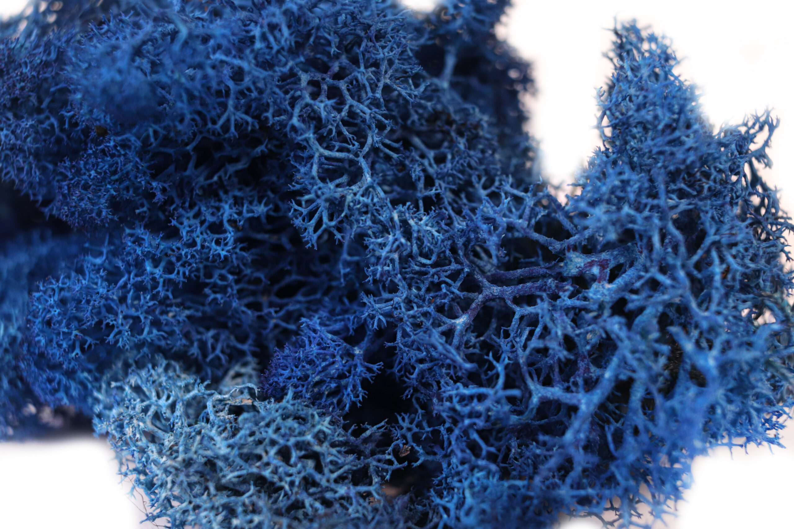 Musgo Preservado Azul – 100gr – Loja MossnArt